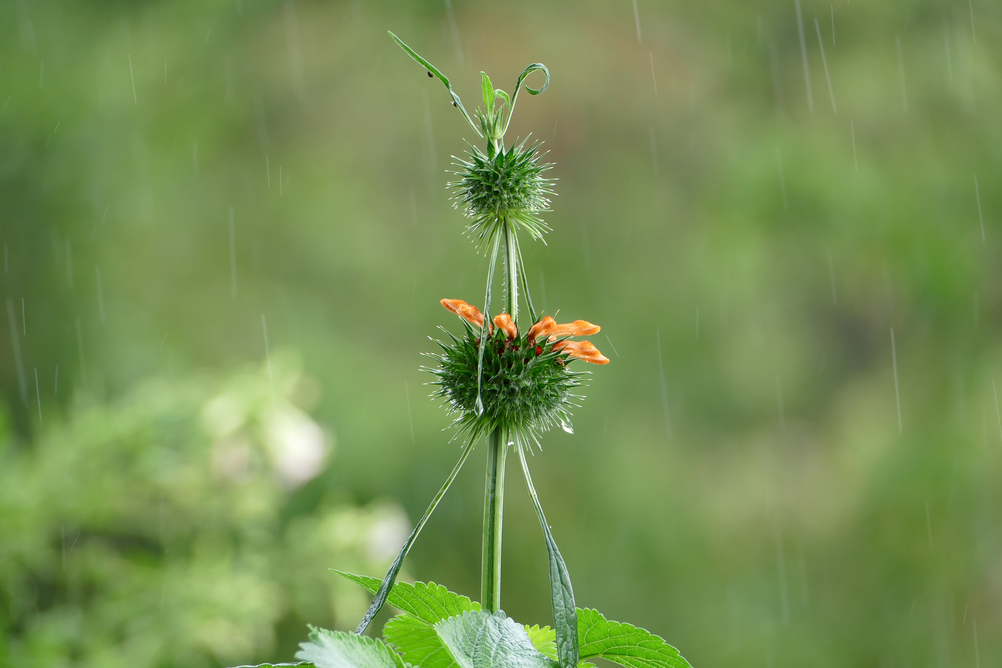 Herbal Medicine: Leonotis Nepetifolia - Klip Dagga - GaiaVerso