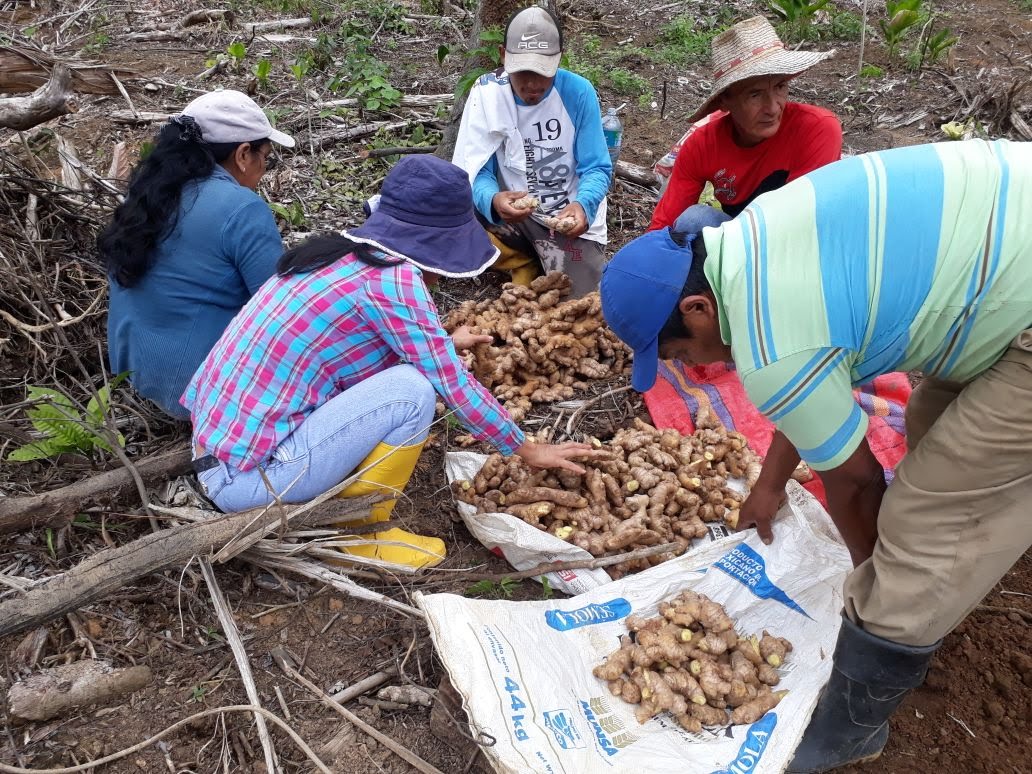 Planting Ginger & Tumeric - GaiaVerso